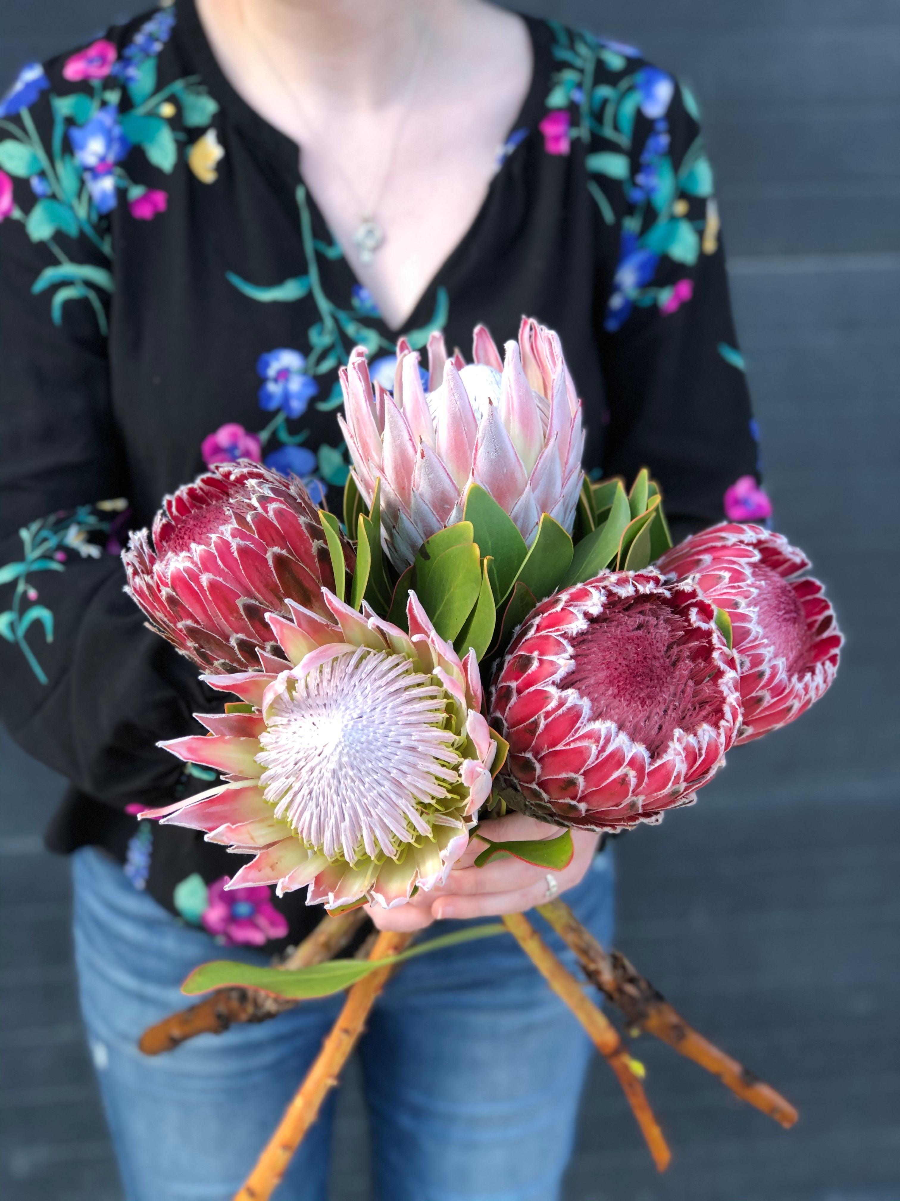 Queen Protea | Flower Spotlight – STACY K FLORAL