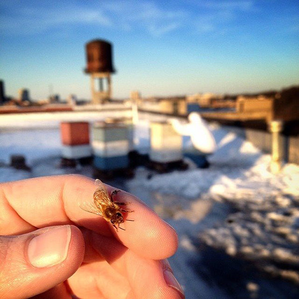 Sweet Beez Honeybee Education and Conservation in Rochester, NY|Sweet ...